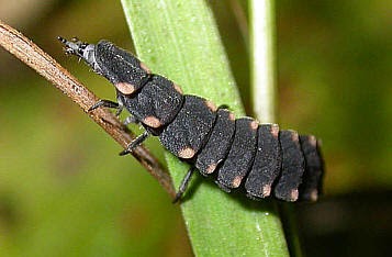 Glow Worm