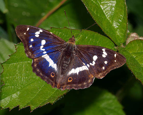 Purple Emperor