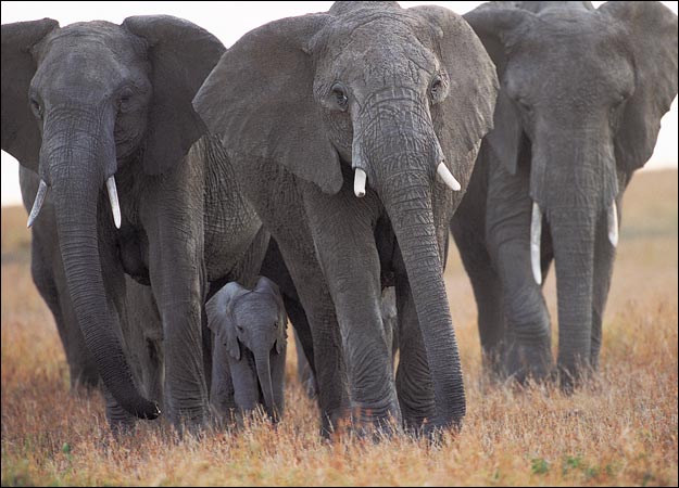 African Forest Elephant