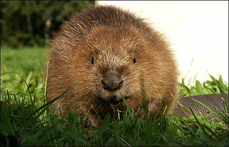 Beaver