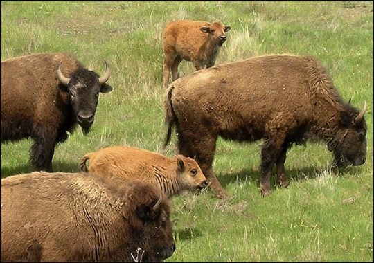 jungle life: bison pictures