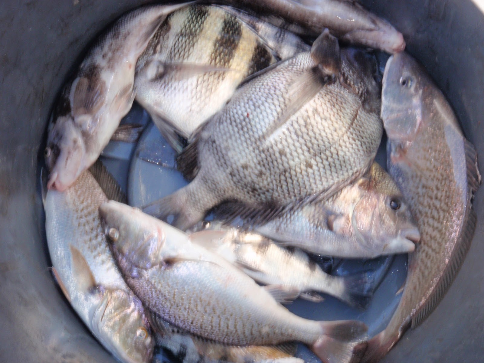 Rock Solid Fishing: October 2010