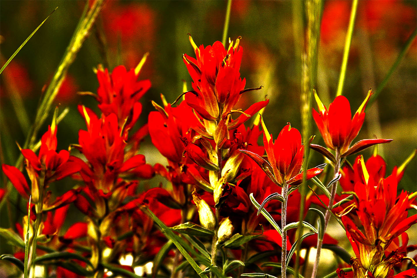 Prescott Photos: Red wild flowers