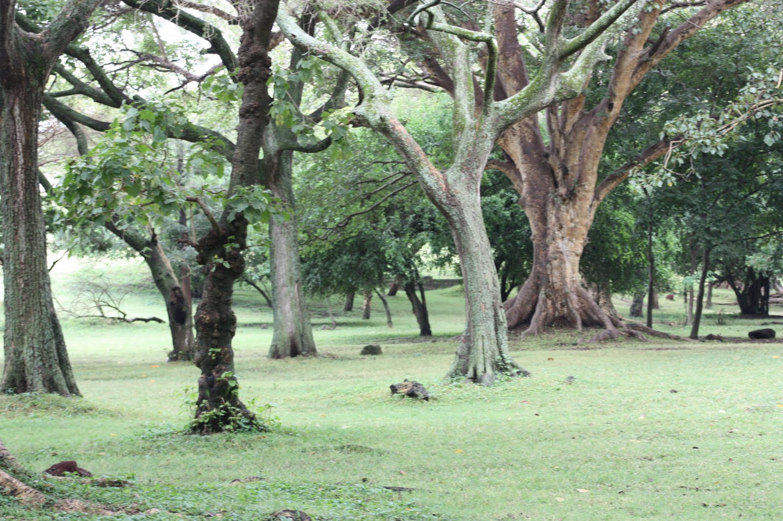 Our Vacation in Ethiopia 2010: Lake Hawassa