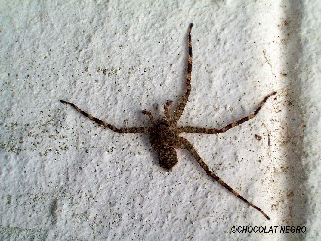 Chocolat Negro or la vie est belle souvent: FOUR LEGGED SPIDER