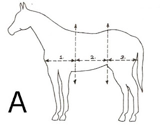 Northwest Horse Source Articles: Trapezoid Conformation