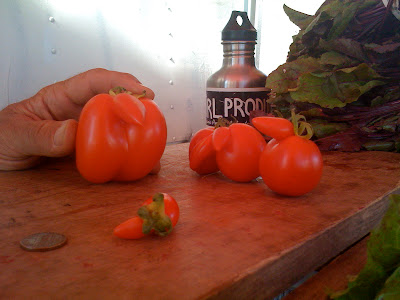 weird vegetables: Dirty Tomatoes in the Bay