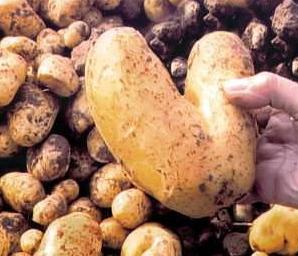 weird vegetables: Rose's Poison Potato Heart