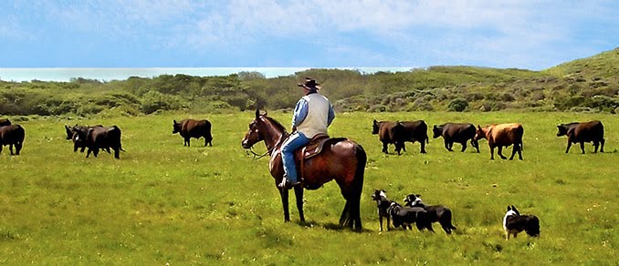 Chef Mommy: Review of Hearst Ranch Beef and Kiwi Steak Marinade