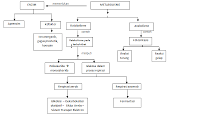 I ♥ BIOLOGY: METABOLISME