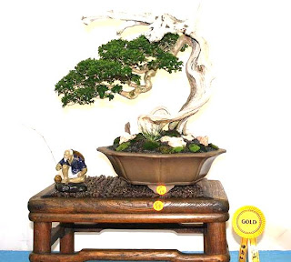 Nature of Bonsai: POKOK BONSAI UNTUK DIJUAL (BONSAI FOR SALE)