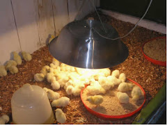 AVIES'08: **CONSTRUCCIONES DE GALPON PARA POLLOS**