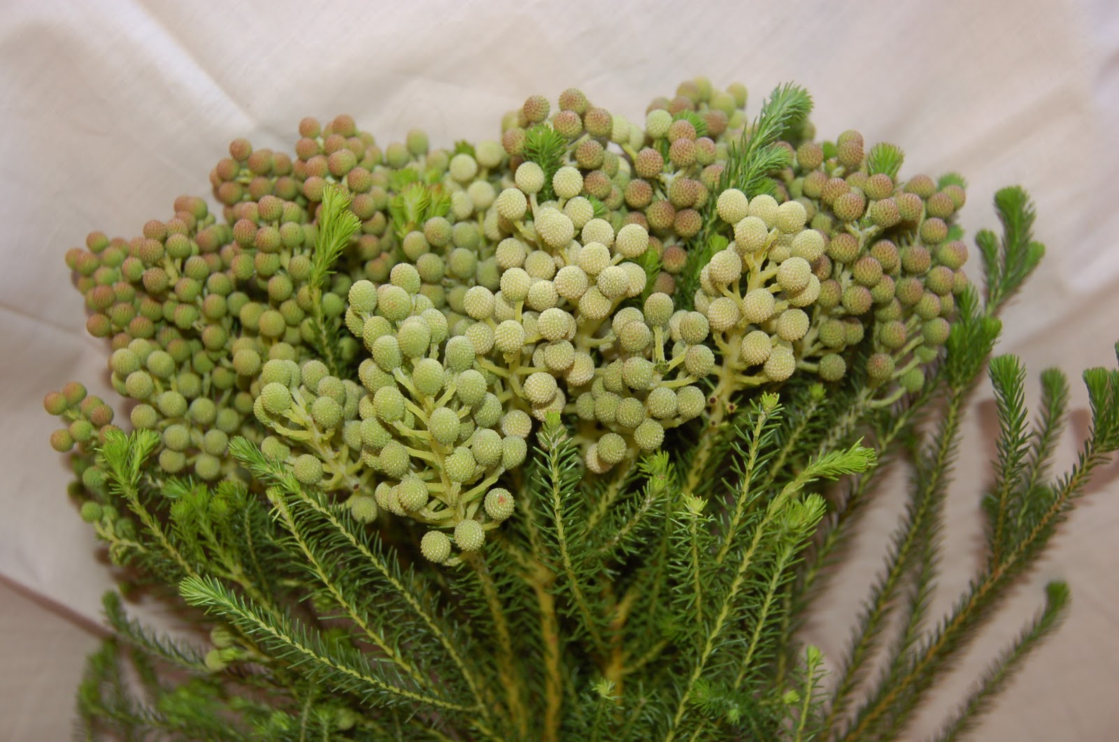 A Passion for Flowers: Berzelia