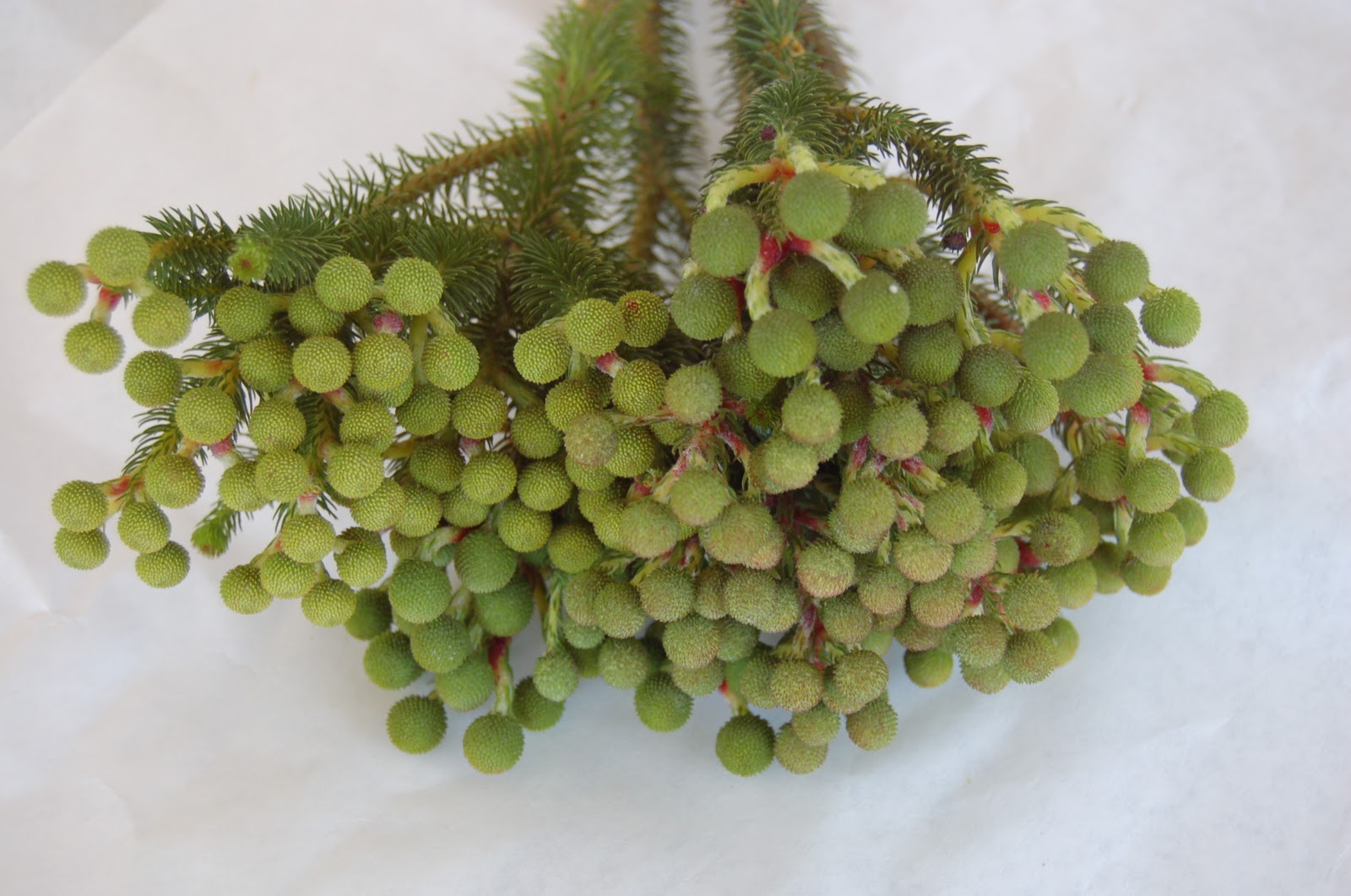 A Passion for Flowers: Berzelia