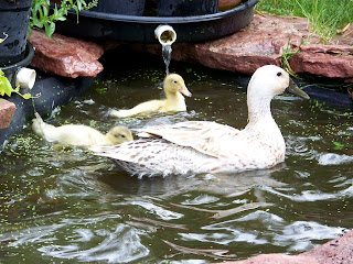 Blue Feather Micro-Farm: Sustainable duck feed