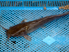 Keeli Mar Fresh Enterprise: Usahawan Ikan keli Tawau