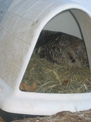 This Country Life: A Day on the Farm - broody turkey