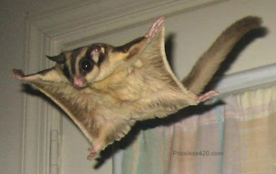 The Really Diffrent Things: Flying squirrel