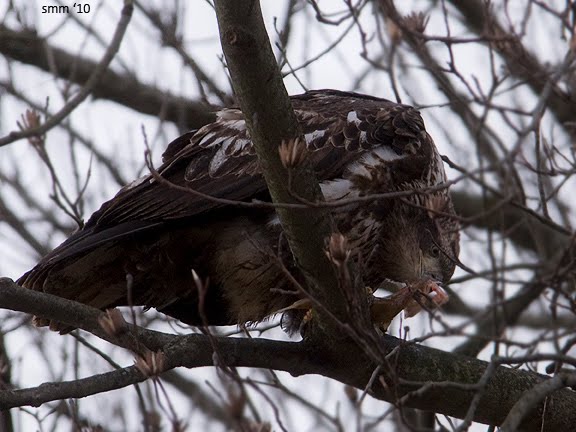 Shane Myers Photography: Eagle Eating...
