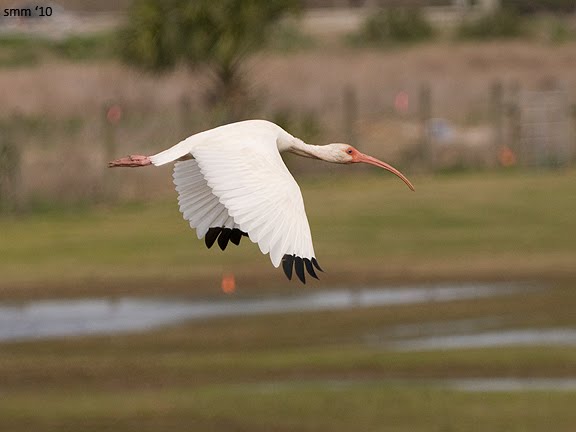 Shane Myers Photography: Flying Ibis
