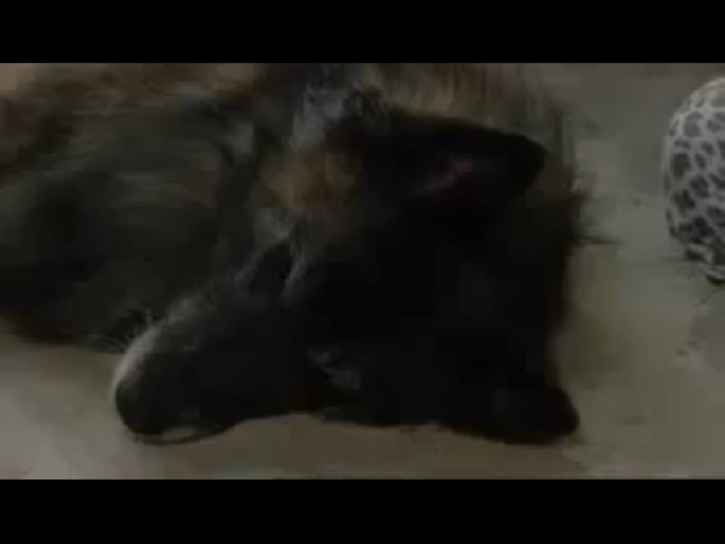 Animals in soap operas (a bestiary): Eastenders: Wellard the dog is put ...