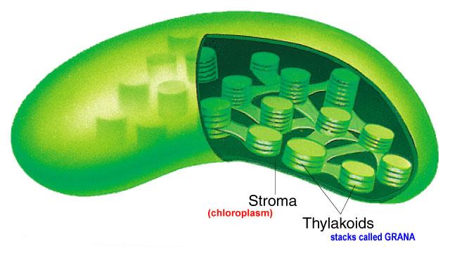 Knowledge: Mechanism of Photosynthesis