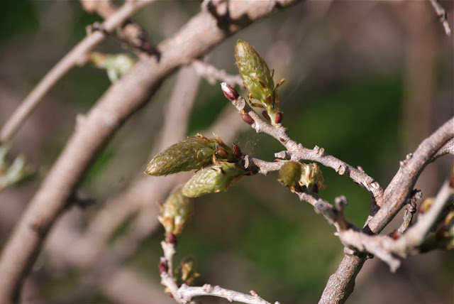 Flower Hill Farm: Wisteria Hysteria!