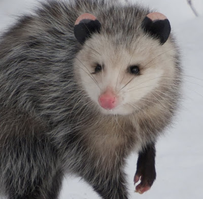Flower Hill Farm: Pink Peony Noses Roses Opossum and Other Blooms