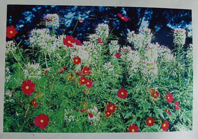 Flower Hill Farm: FLOWER HILL FARM BEGINNINGS