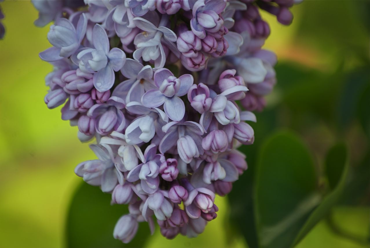 Flower Hill Farm: Lightness of Being Amongst Wings in a Garden