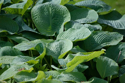 Flower Hill Farm: Bluebirds Fledging Blue Hosta Flowering