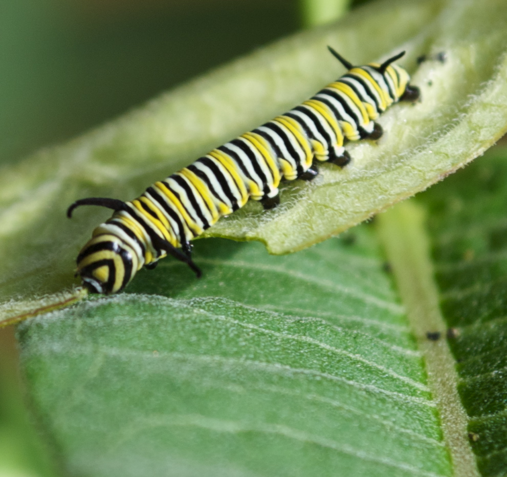 Flower Hill Farm: A Royal Beginning . . . The Metamorphosis Of The ...