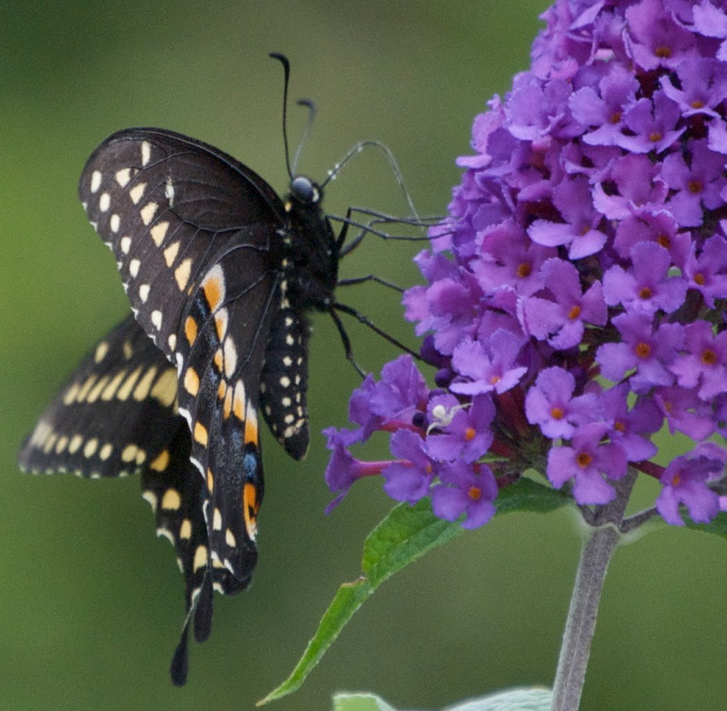 Flower Hill Farm: Joyous Fritillary Flutter And Others Fly For ...