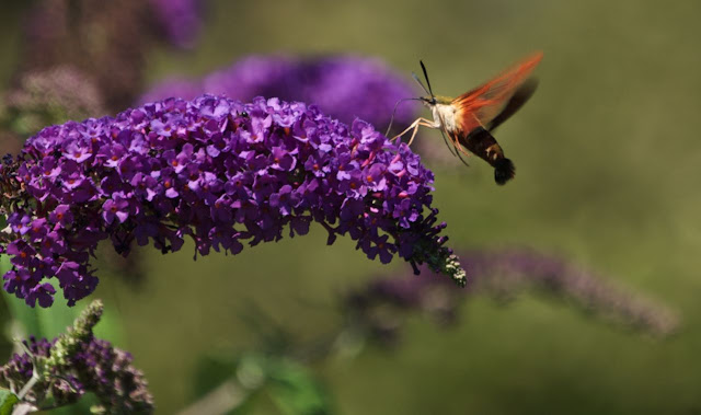 Flower Hill Farm: Joyous Fritillary Flutter And Others Fly For ...