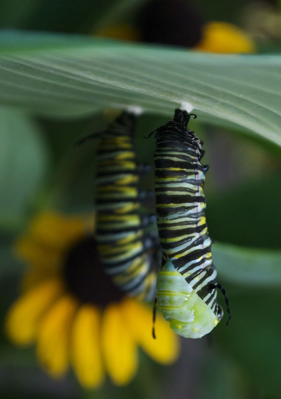 Flower Hill Farm: Captivating Chrysalis Curtain Rising Monarch ...