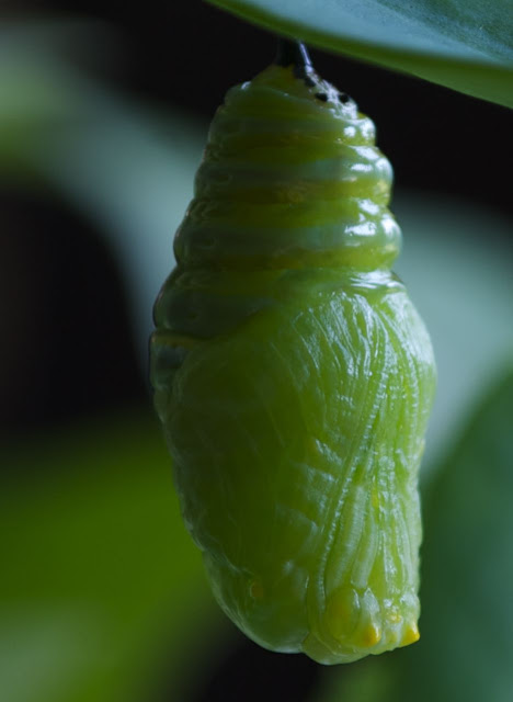 Flower Hill Farm: Captivating Chrysalis Curtain Rising Monarch ...