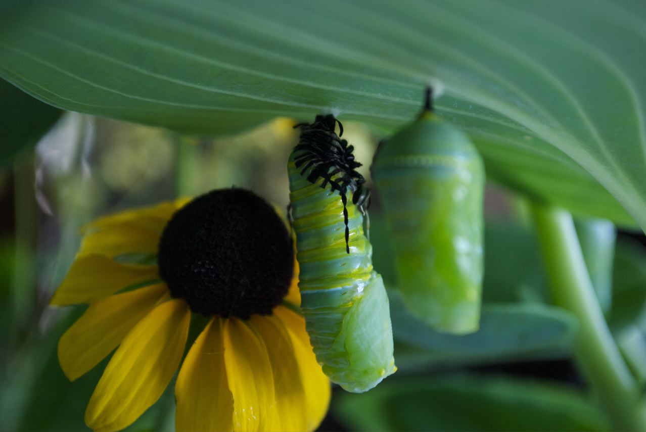 Flower Hill Farm: Captivating Chrysalis Curtain Rising Monarch ...