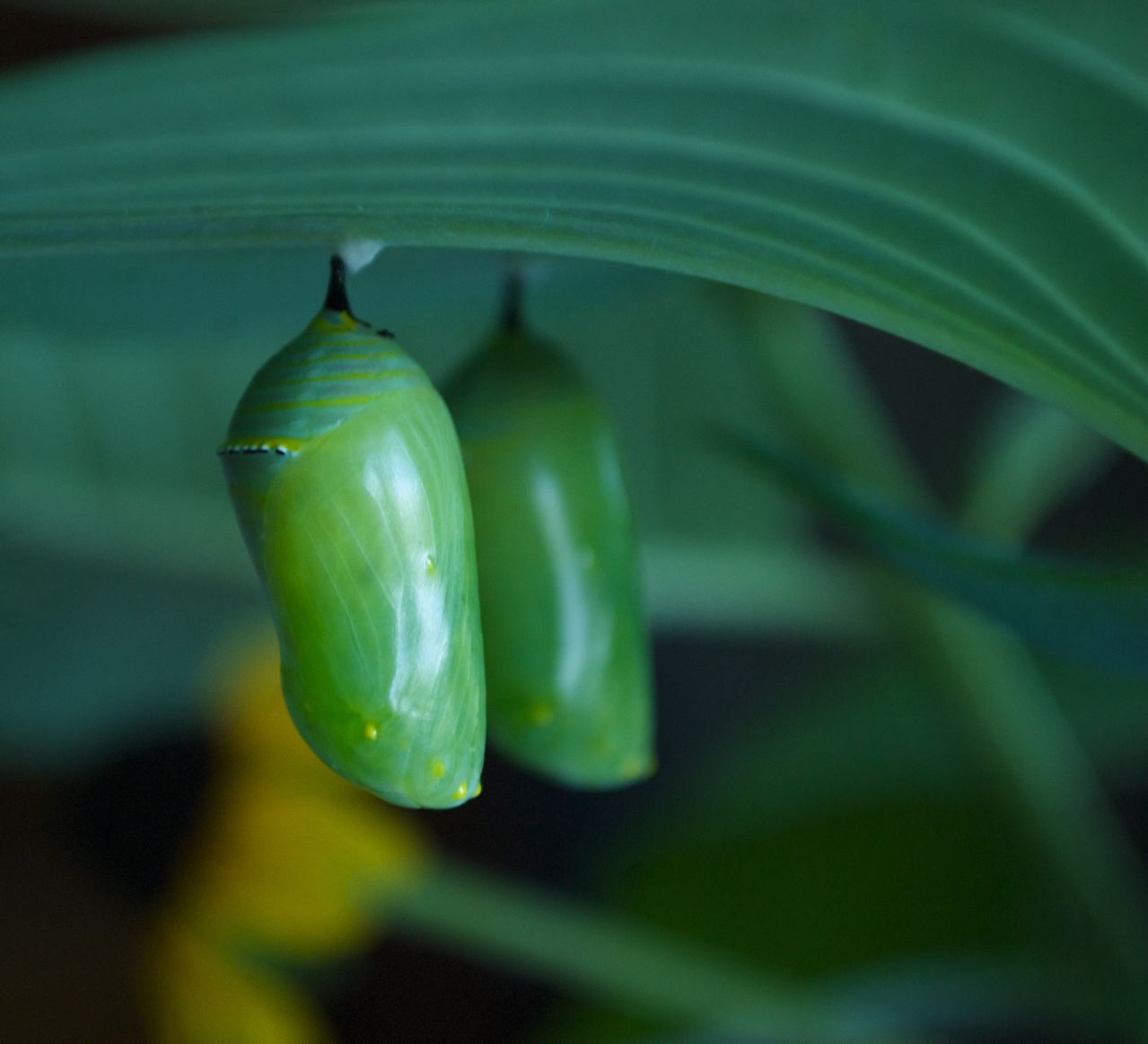 Flower Hill Farm: Captivating Chrysalis Curtain Rising Monarch ...