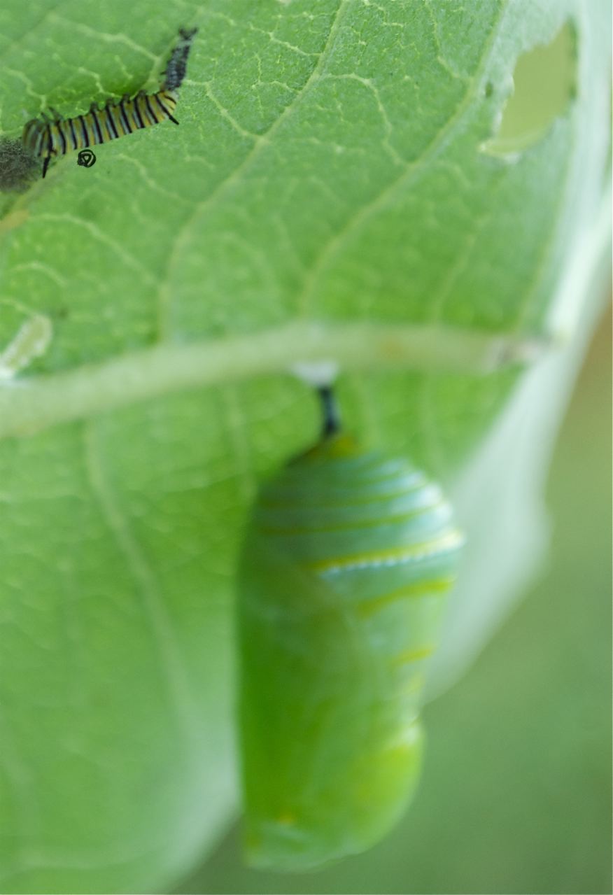 Flower Hill Farm: Captivating Chrysalis Curtain Rising Monarch ...