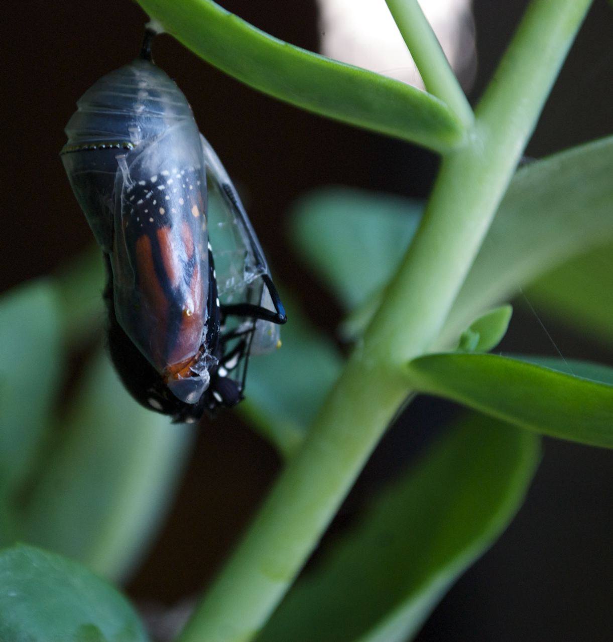 Flower Hill Farm: August 2010