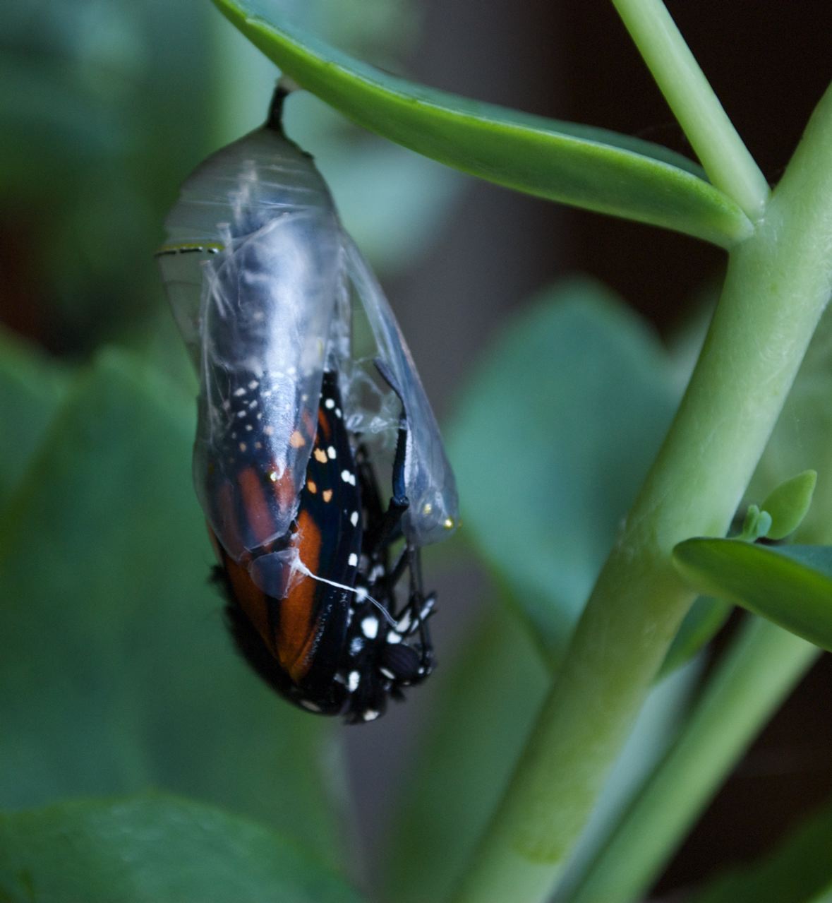 Flower Hill Farm: A Regal Emergence Monarch Metamorphosis Final Act!