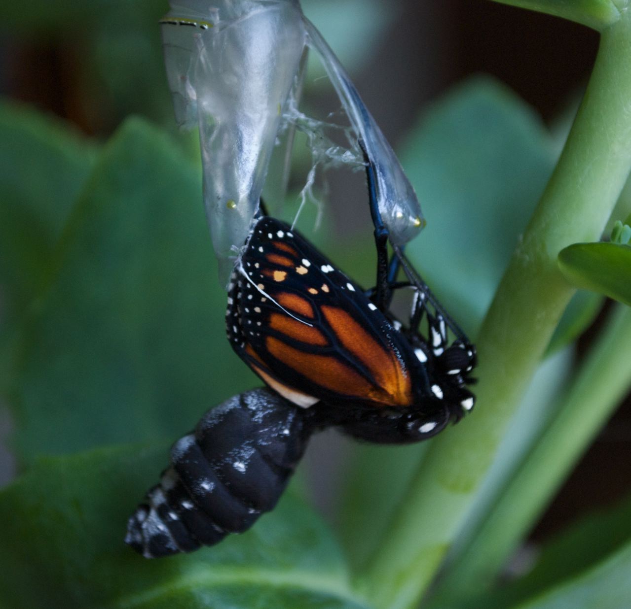 Flower Hill Farm: A Regal Emergence Monarch Metamorphosis Final Act!