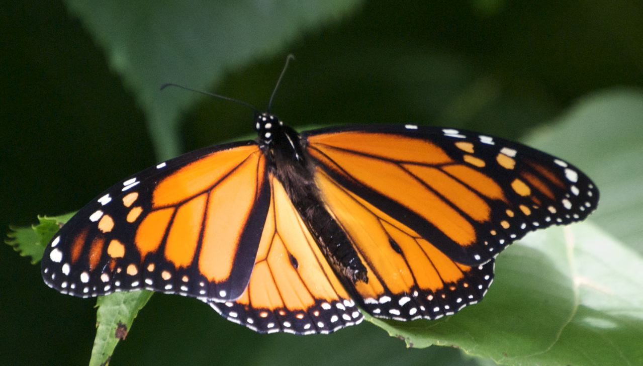 Flower Hill Farm: Monarch Marveler Momentous Migration