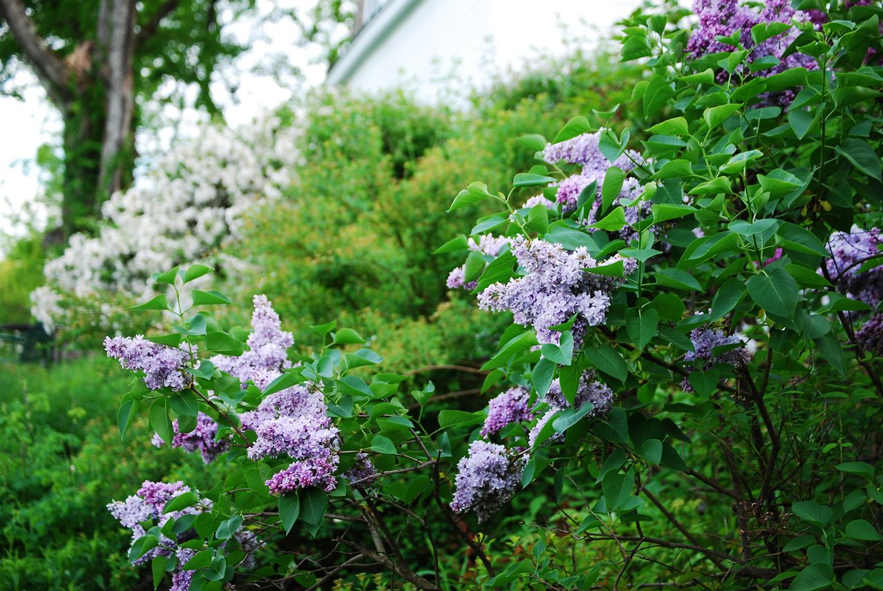 Flower Hill Farm: Seasonal Musings Part Three Back Gardens East Looking ...