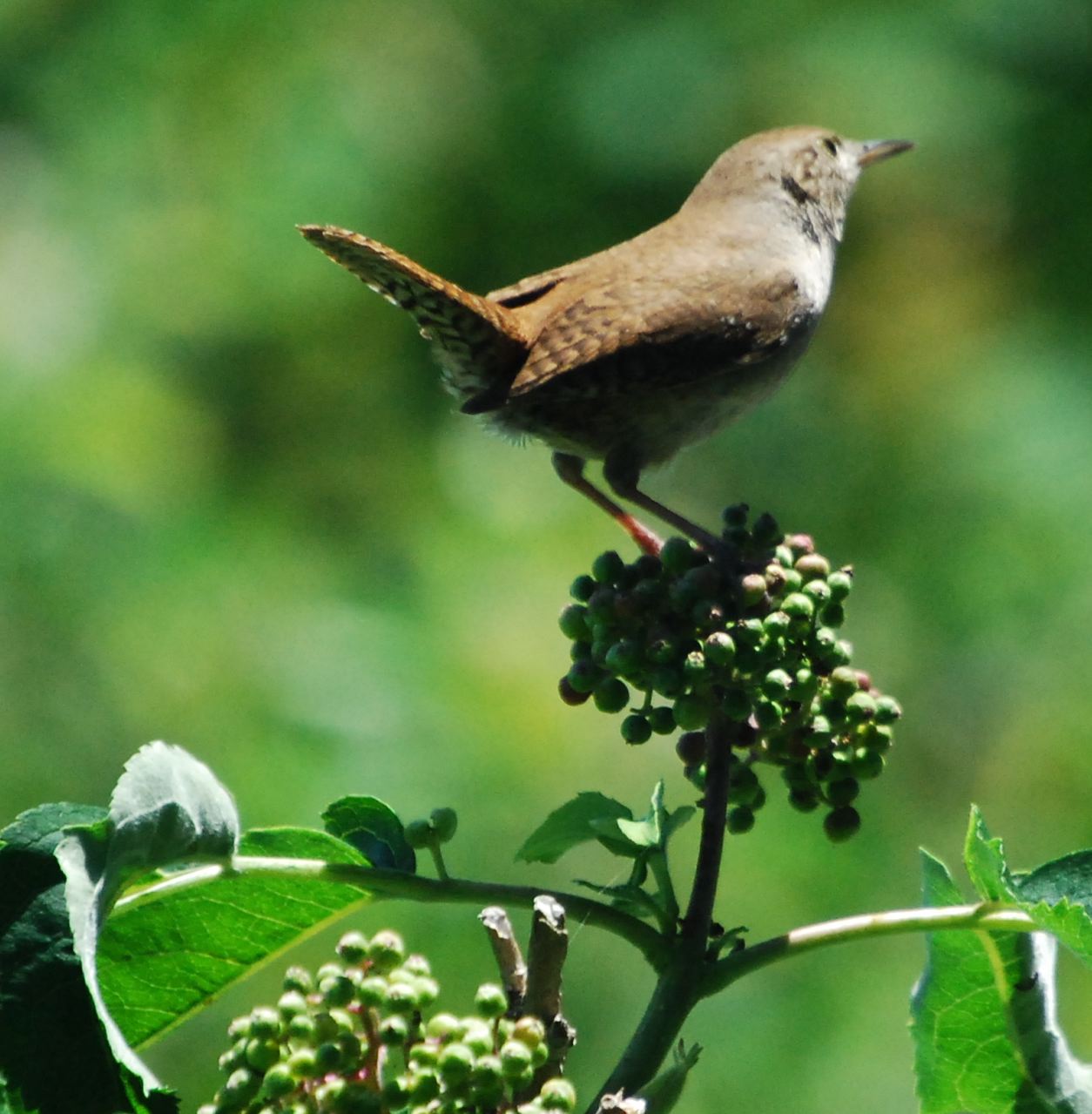 Flower Hill Farm: 'Anniversary Post' Birds in Review Part XV 'Living ...