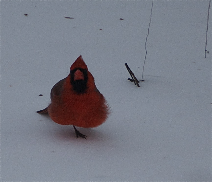 Flower Hill Farm: Birds in Review Part XII More Winter Feeding