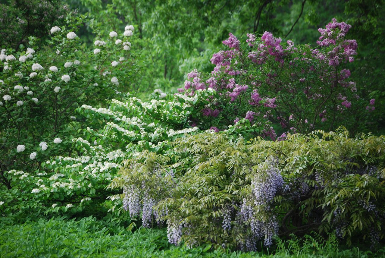 Flower Hill Farm: Birds in Review Part XIV 'Living Bird Feeders' More ...