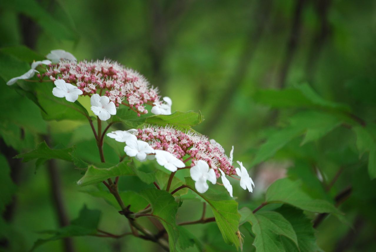 Flower Hill Farm: Birds in Review Part XIV 'Living Bird Feeders' More ...