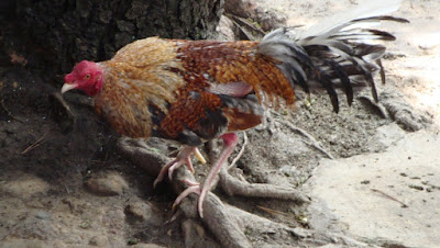 EL GALLERO: EL GALLO JABAO GRILLO