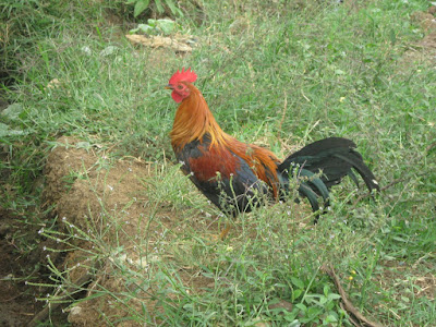 Gallos de combate en el campo